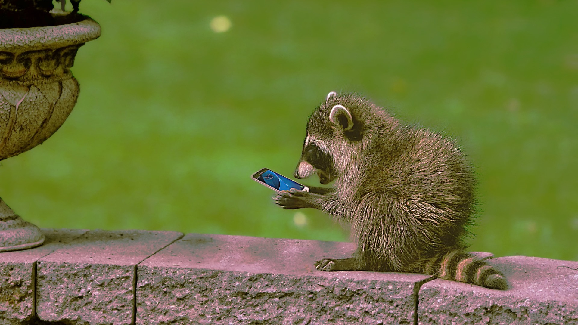 Who to Call For Raccoon Removal? - Raccoon Removal