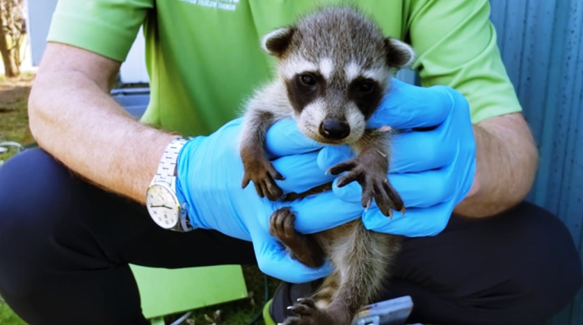 Sick Raccoon Behavior: Recognizing Signs and Ensuring Safety - Raccoon ...