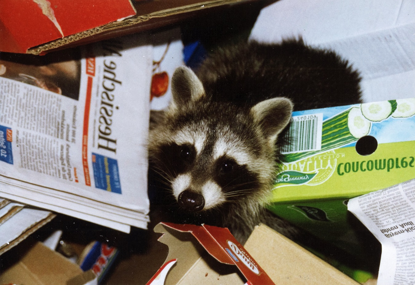 Removal Raccoon: Tips for Effective Raccoon Control