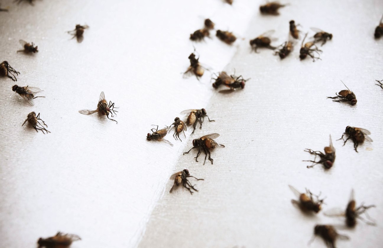 Effective Fly Removal: Say Goodbye to Flies! - Raccoon Removal