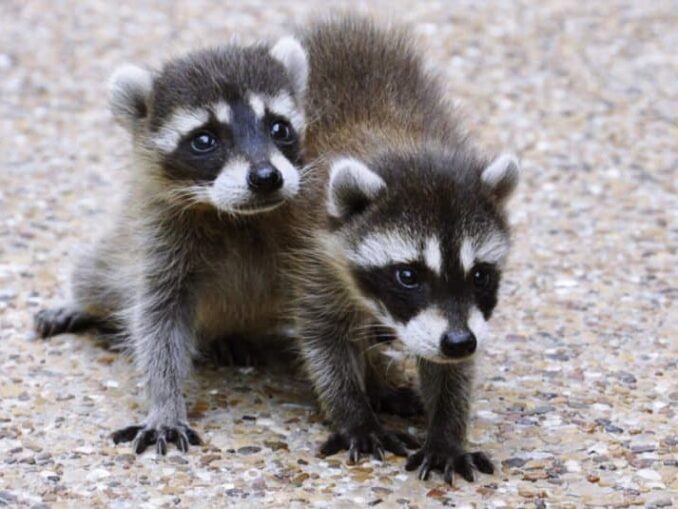 Everything You Need to Know About Baby Raccoons