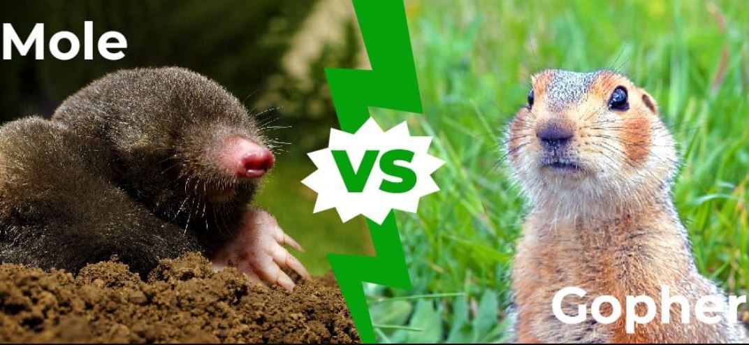 Gopher vs Mole Showdown: How to Tell Who's Wrecking Your Yard