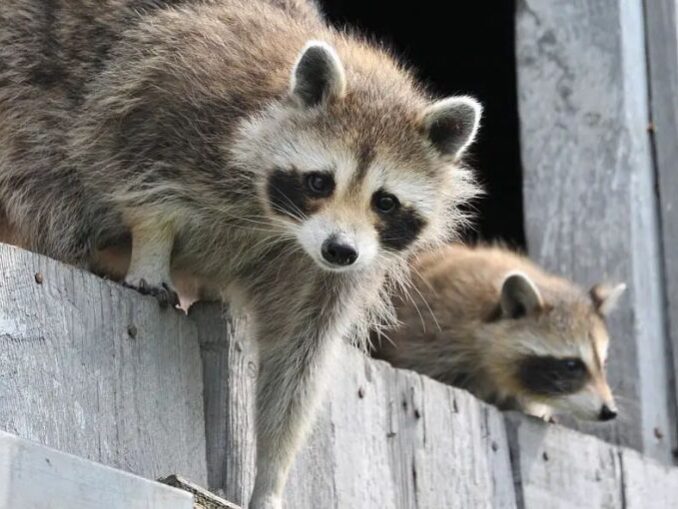 How Long Do Raccoons Live? - How Often Do They Reproduce