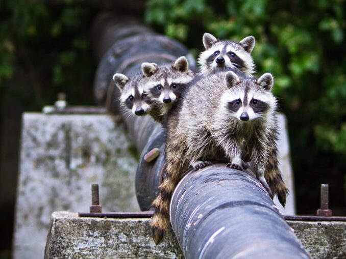 How to Tell a Baby Raccoon's Age by Its Size and Behavior